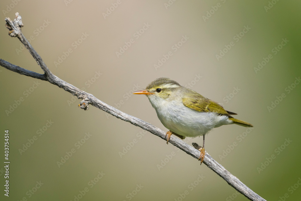 Western Crowned Warbler