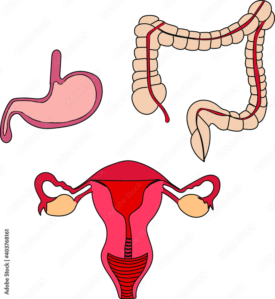 Set of human internal organs including stomach, intestine, uterus ...