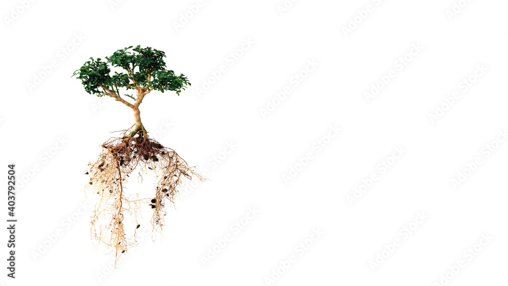 Tree with fibrous root system, Isolated on white background with copy ...