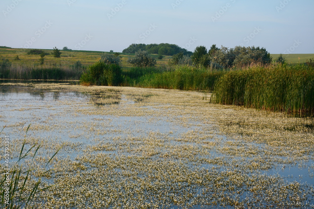 The shallow water of the steppe river is covered with an aquatic ...