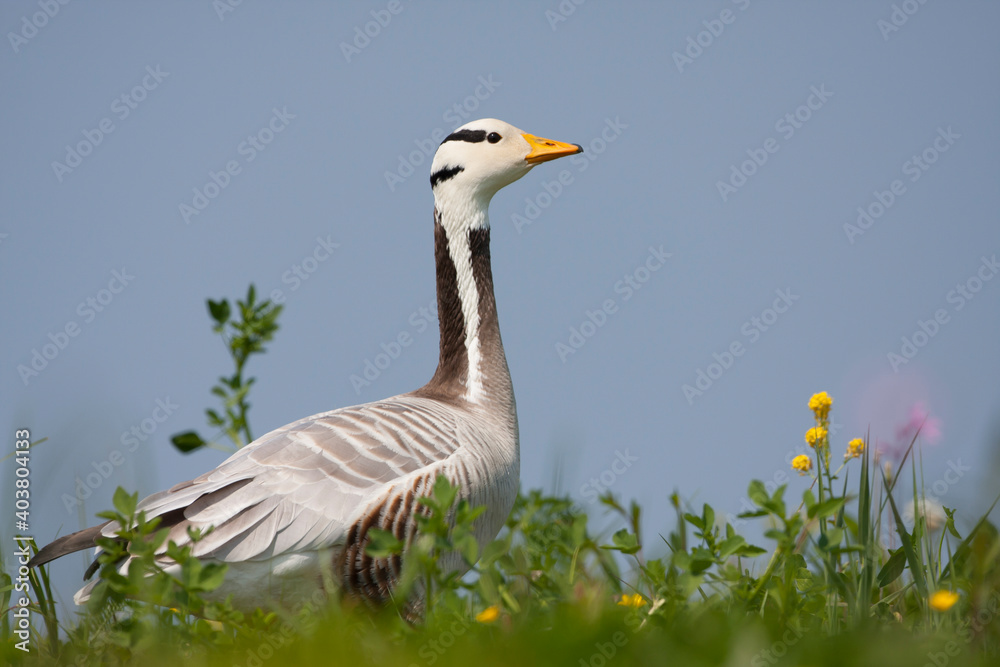 Bar-headed Goose, Indische Gans, Anser indicus Stock Photo | Adobe Stock