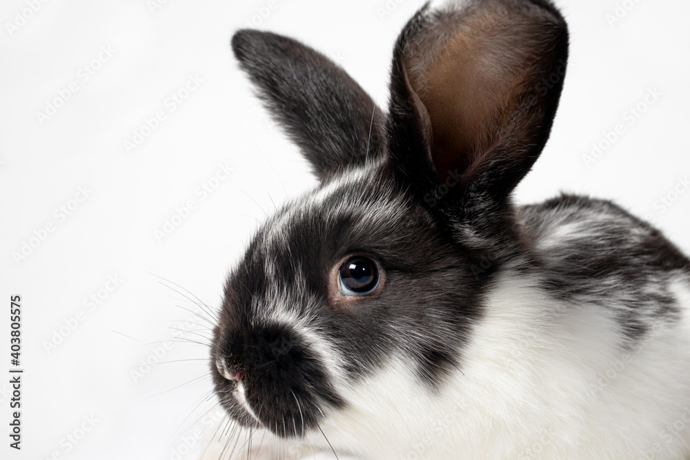 Macro photo of the rabbit's head. Rabbit diseases, coccidiosis or ...
