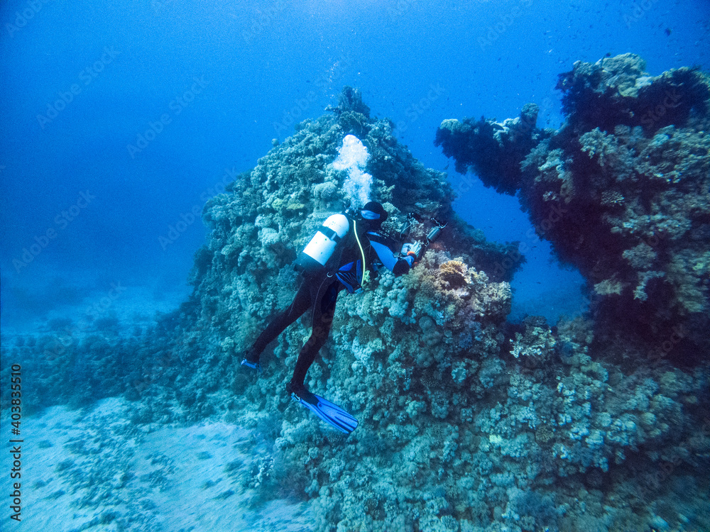 diver takes pictures of fish on a coral reef in the Red Sea Stock Photo ...