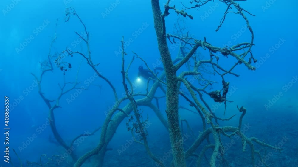 scuba divers exploring underwater tree ocean bottom scenery Stock Video ...