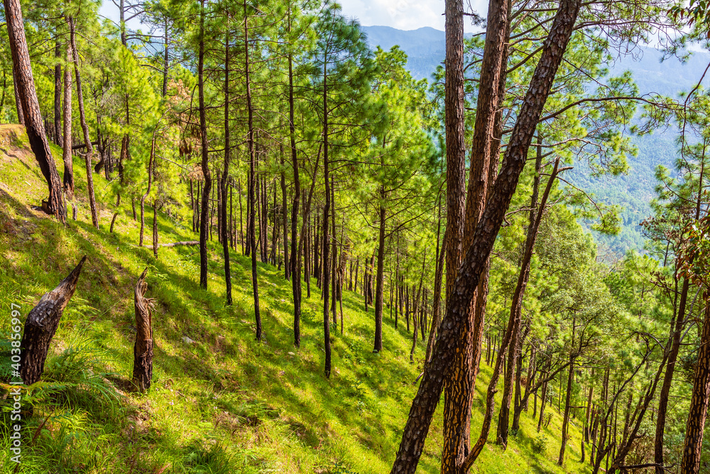 Pine tree forest on mountain slopes of Himalayas mountains of Binsar ...