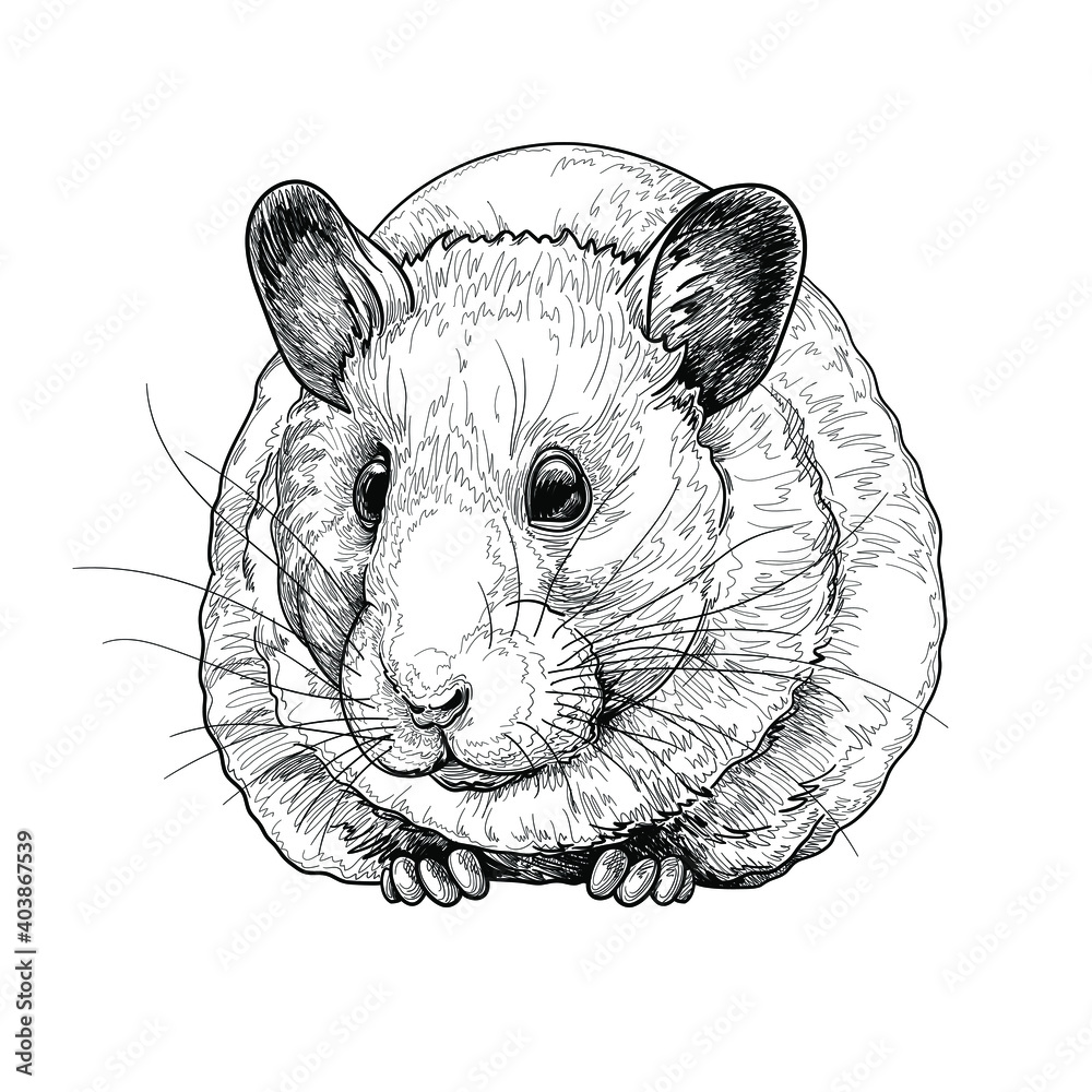 Hand drawn hamster. Black and white drawing rodent. Vector sketch ...