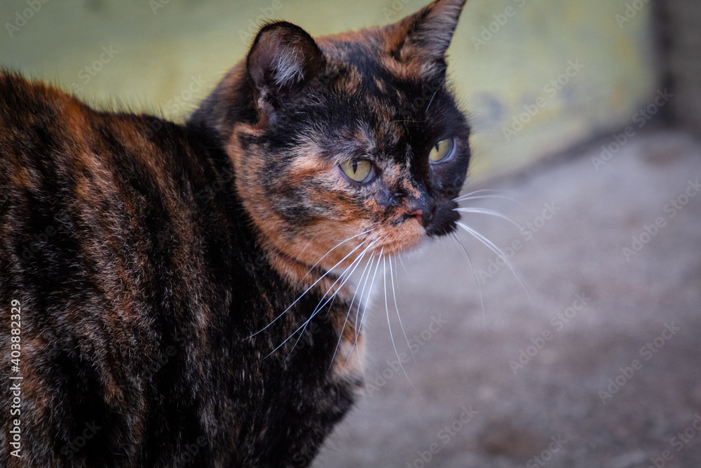 Calico Barn Cats