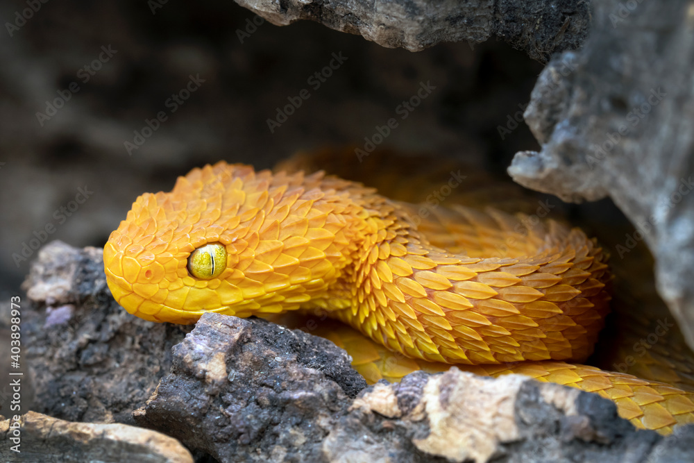 Variable Bush Viper Snake in hollow log Stock Photo | Adobe Stock