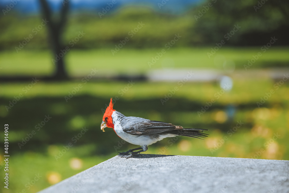 Bird Red-crested cardinal atKualoa Regional Park, Oahu, Hawaii ...