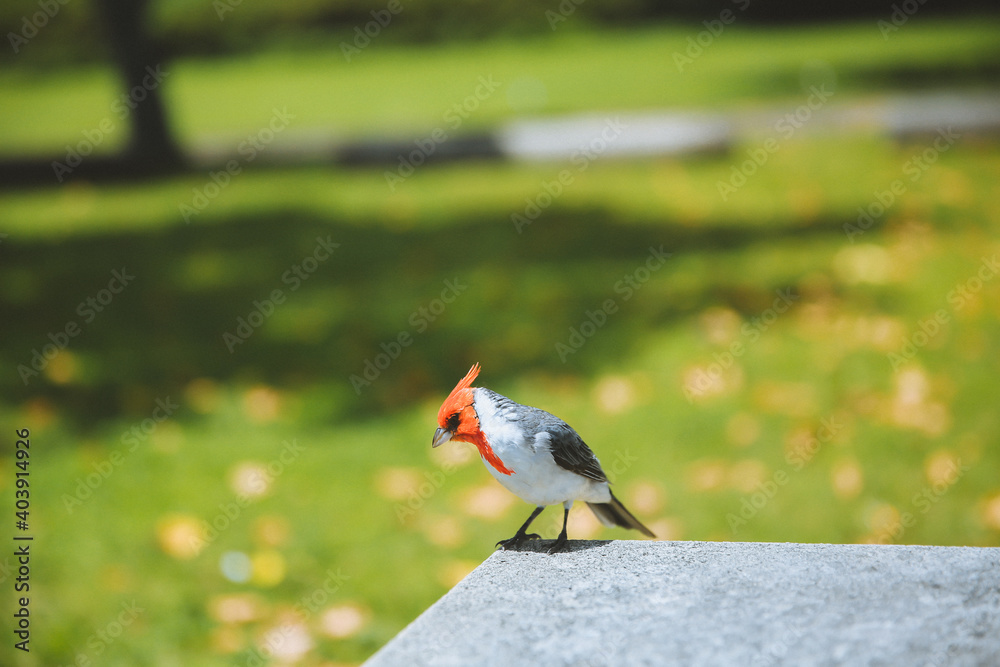 Bird Red-crested cardinal atKualoa Regional Park, Oahu, Hawaii ...