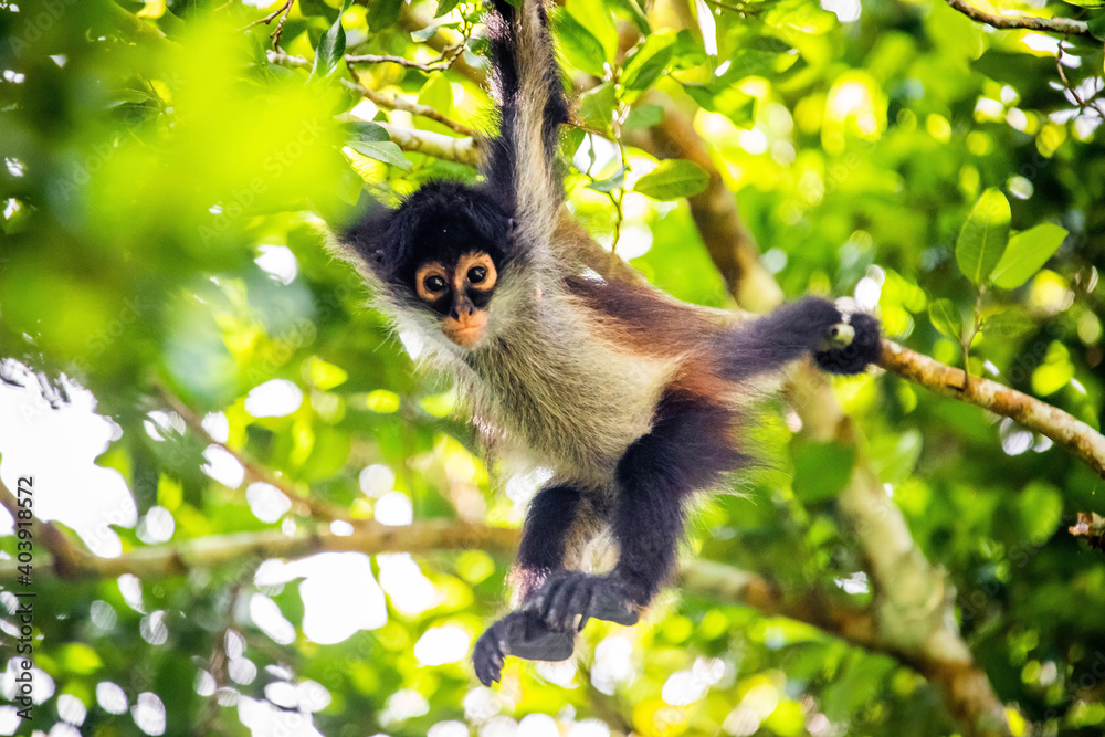 Cute Rainforest Monkeys