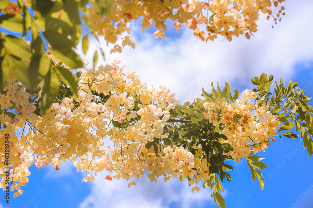 rainbow shower tree, oahu, hawaii Stock Photo | Adobe Stock
