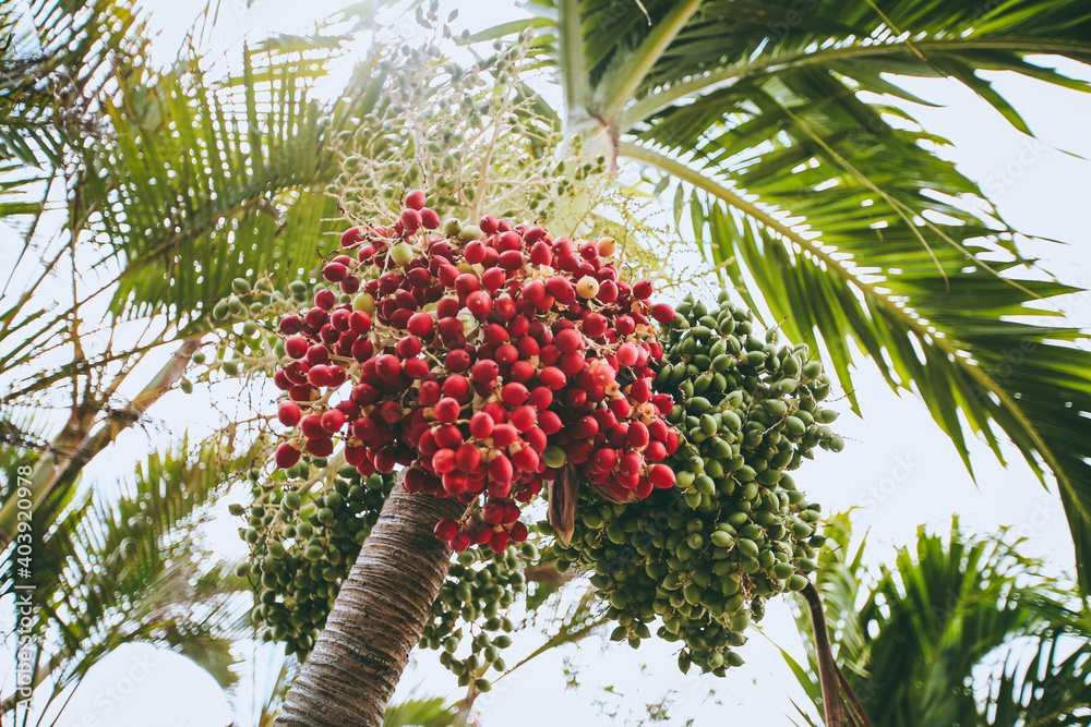 Adonidia merrillii, the Manila palm, is a palm tree species native to ...
