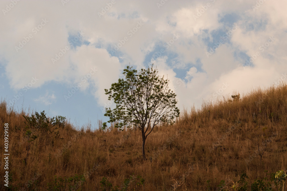 El clima tropical de sabana o clima tropical húmedo-seco, es un subtipo ...