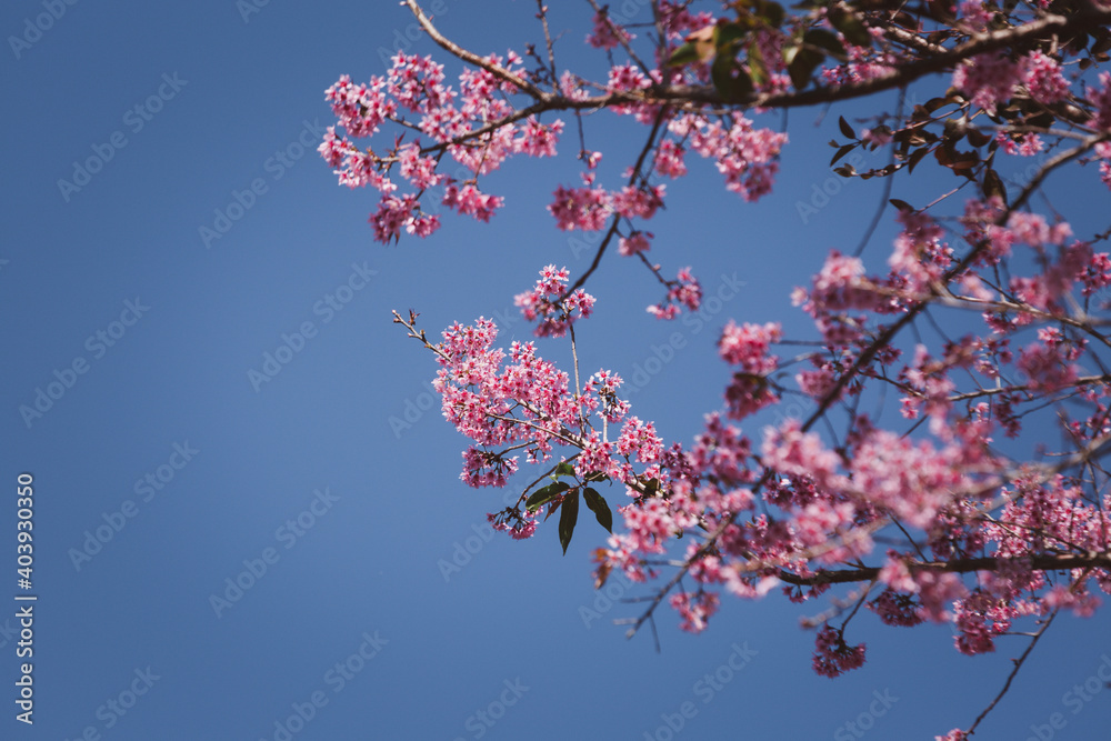 Beautiful cherry blossom, Prunus cerasoides in Thailand, bright pink ...