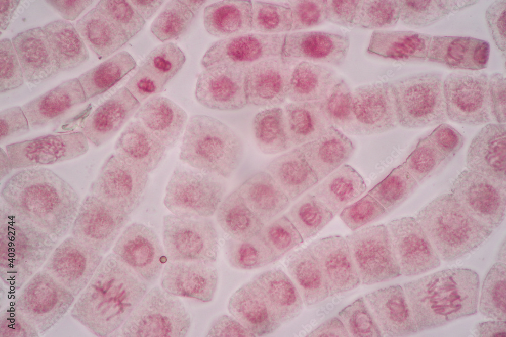 Cell Division and Cell Cycle under the microscope. Stock Photo | Adobe ...