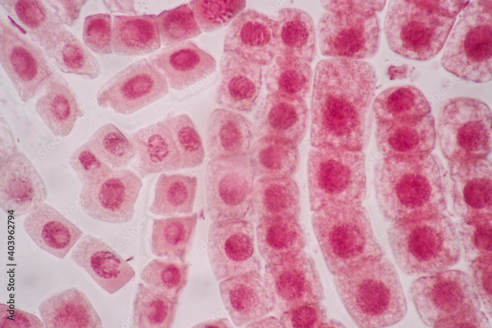 Cell Division and Cell Cycle under the microscope. Stock Photo | Adobe ...