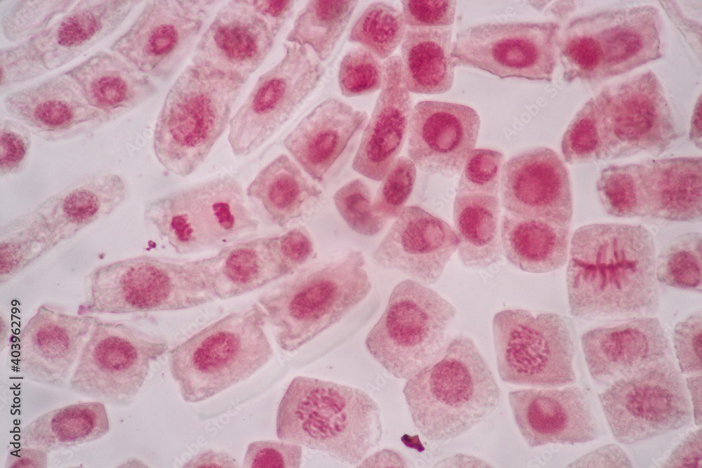 Cell Division and Cell Cycle under the microscope. Stock Photo | Adobe ...