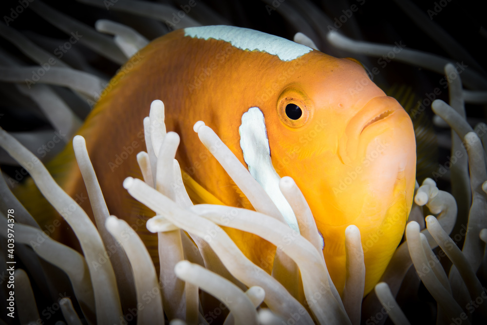 Bonnet clownfish swimming in front of anemone in Papua New Guinea coral ...