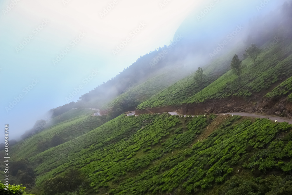Munnar Tea plantation. Best Tea plants In Munnar, Kerala, India. Stock ...