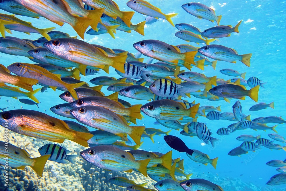 Beautiful shoal of tropical fish in full diversity Stock Photo | Adobe ...