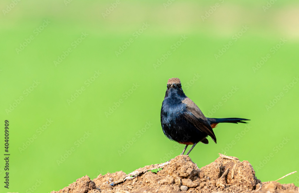 The Indian robin is a species of bird in the family Muscicapidae. It is ...