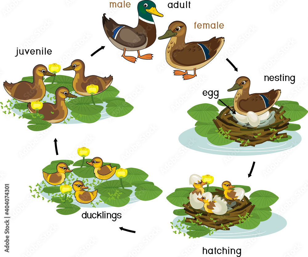 Life cycle of bird. Stages of development of wild duck (mallard) from ...