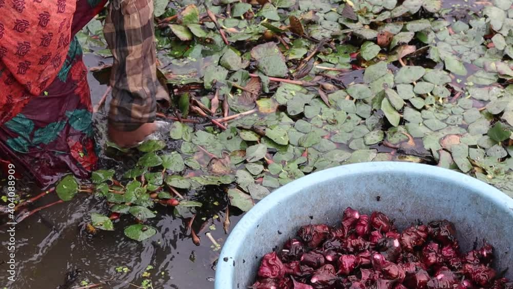 Varanasi,Uttar Pradesh,India-November 20 2020: Lady farmers are ...