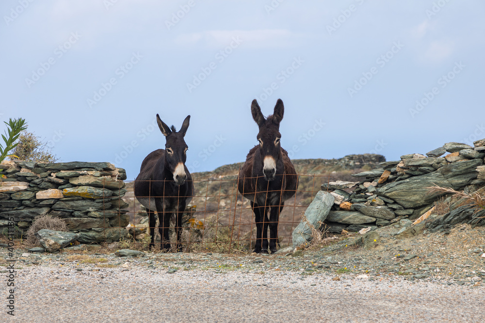 Cute donkeys look out from a metal fence, Folegandros Island, Greece ...