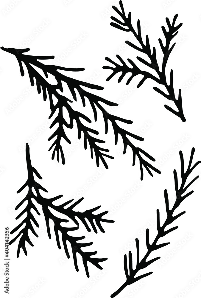 Hand drawn vector illustration with Spruce branches in doodle style ...