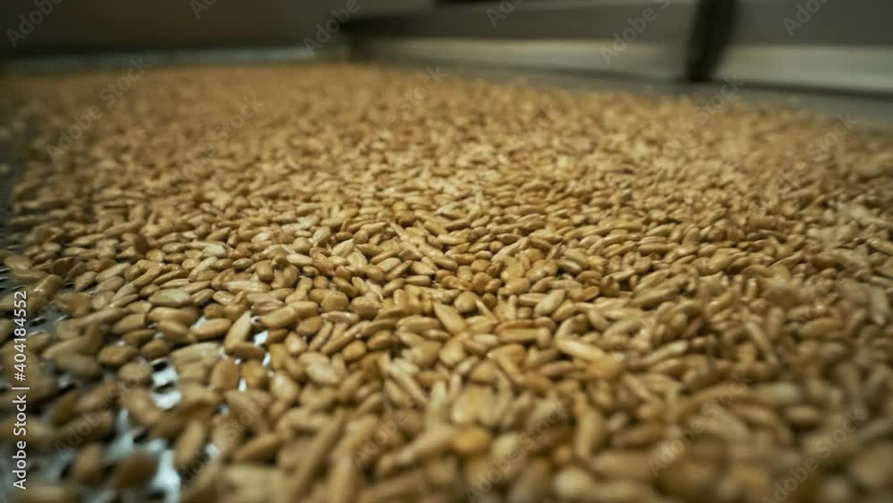 Many seeds. Sunflower seeds baking machine. Moving fried sunflower ...