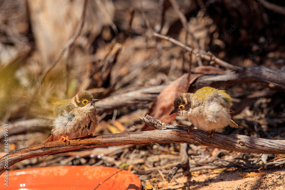 A small bird with a plain olive green body, a brown head and a creamy ...