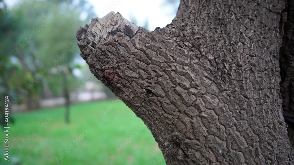 Neem tree or Azadirachta indica, trunk and bark surface of neem ...