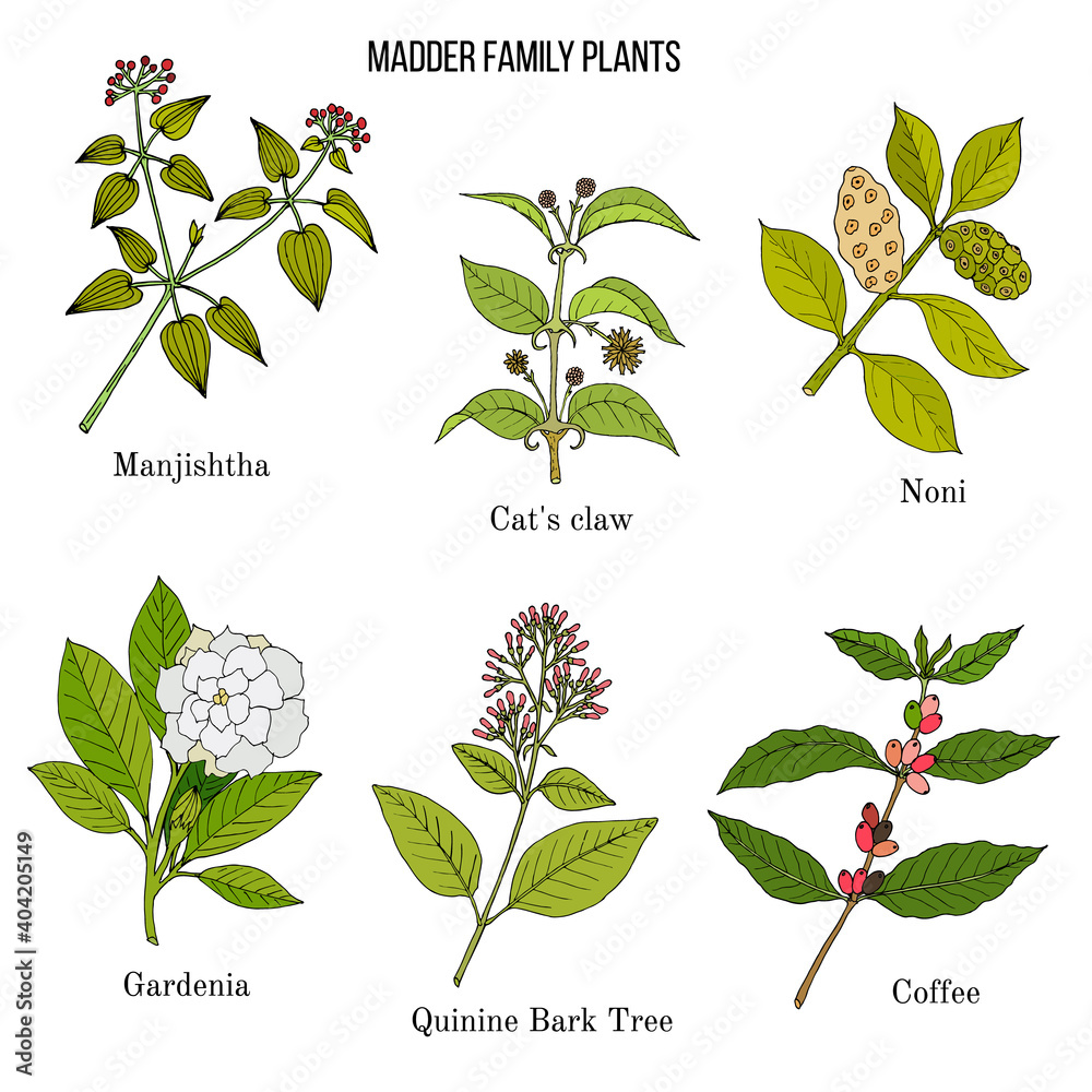 Rubiaceae or coffee, madder, or bedstraw family of flowering plants ...