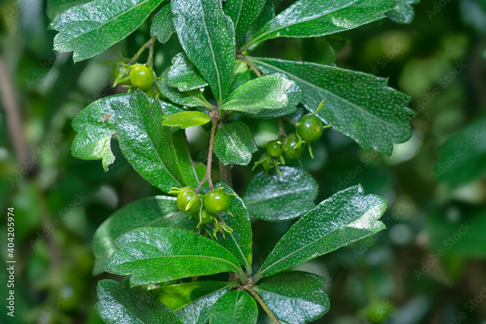 fruit and flora of the murraya paniculata bushy plant Stock Photo ...