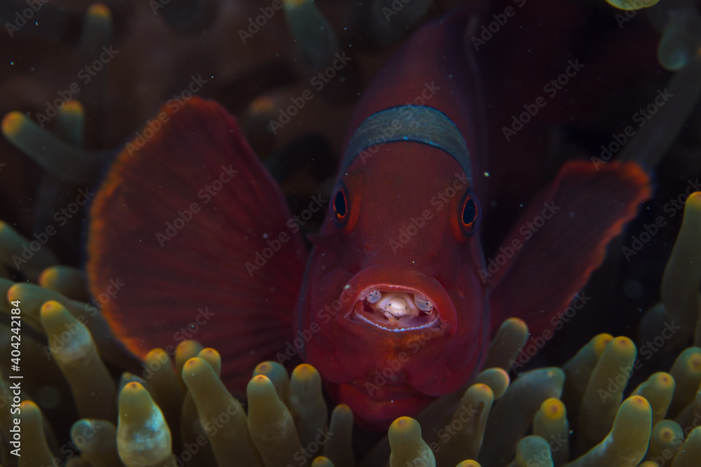 Spinecheek clownfish with parasite in its mouth - Premnas biaculeatus ...