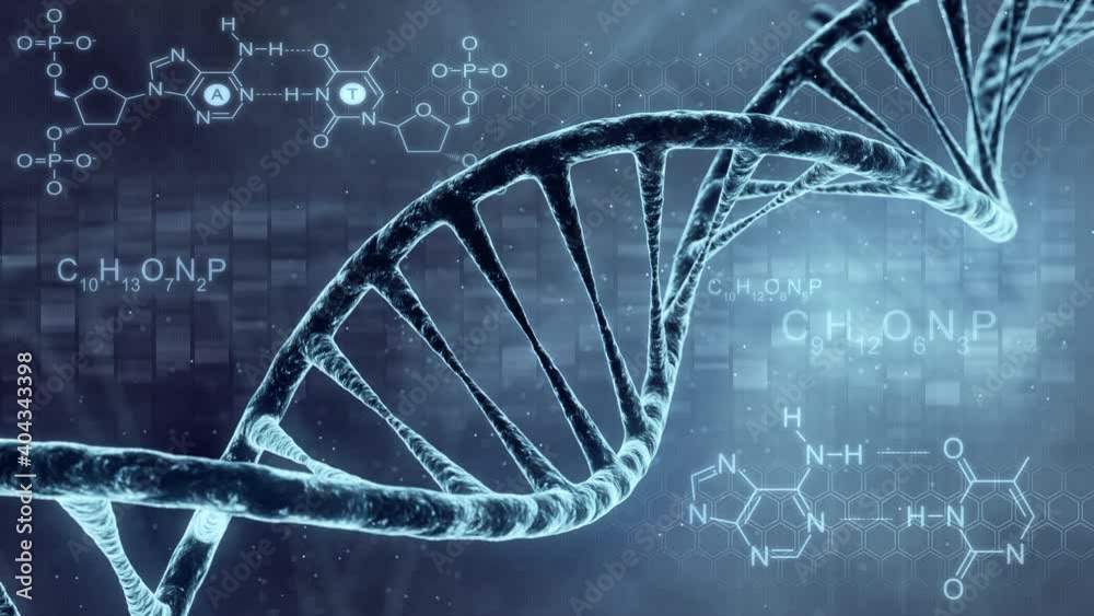 DNA double helix. 3D animation of DNA construction from nucleotide ...