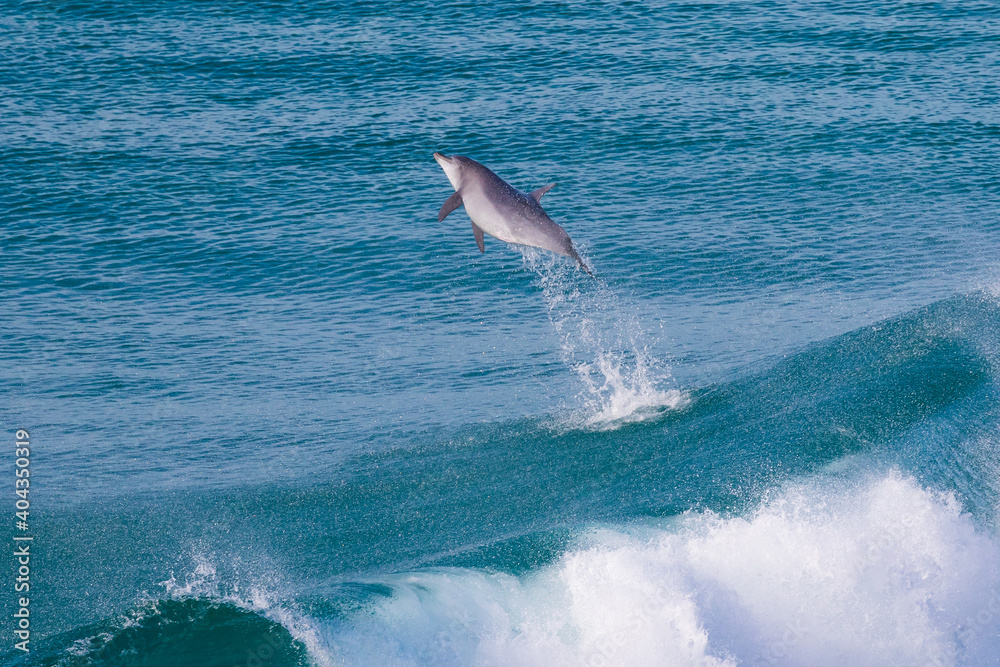 Dolphin power as this single dolphin shoots out the back of a wave ...