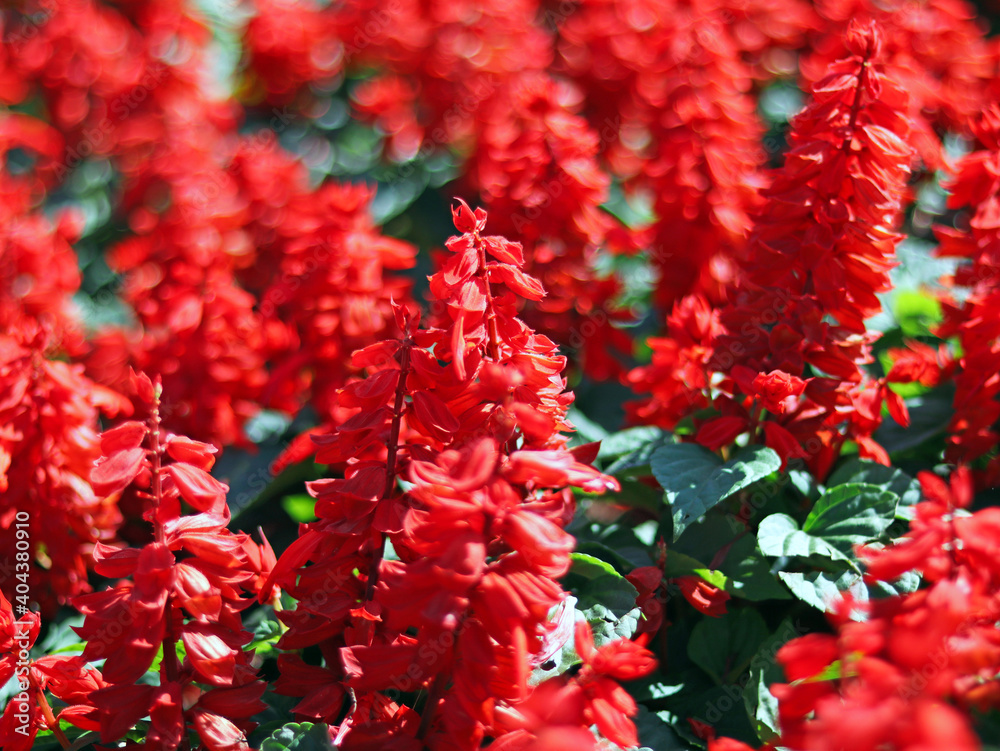 Red Salvia (Scarlet Sage) Plants Salvia splendens, the tropical sage ...
