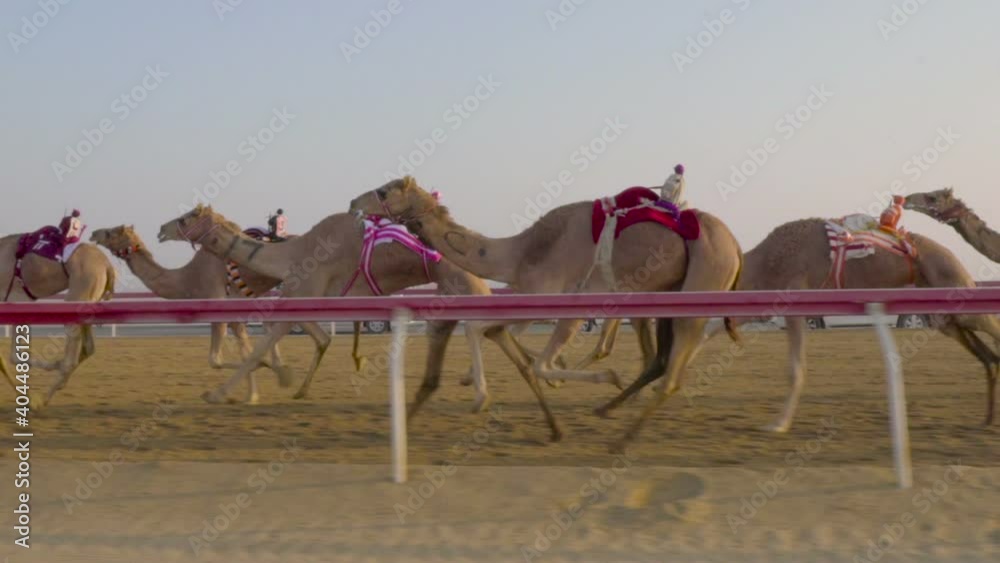 Camel race in slow motion. camel running. DOHA. Qatar. Camel in desert ...