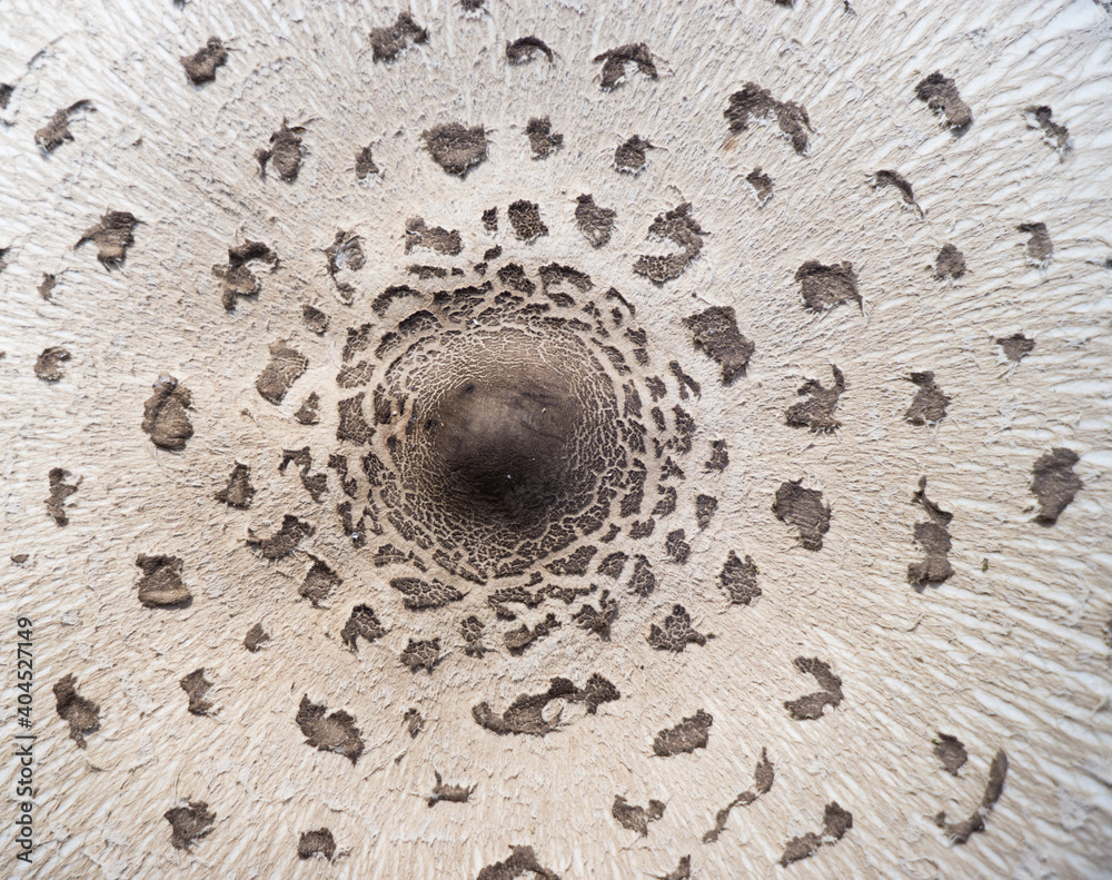 The texture of the umbrella mushroom cap. Mushroom umbrella in vivo ...