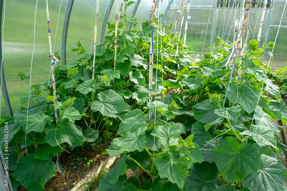 these ropes are designed to guide the growth of tomatoes and are ...