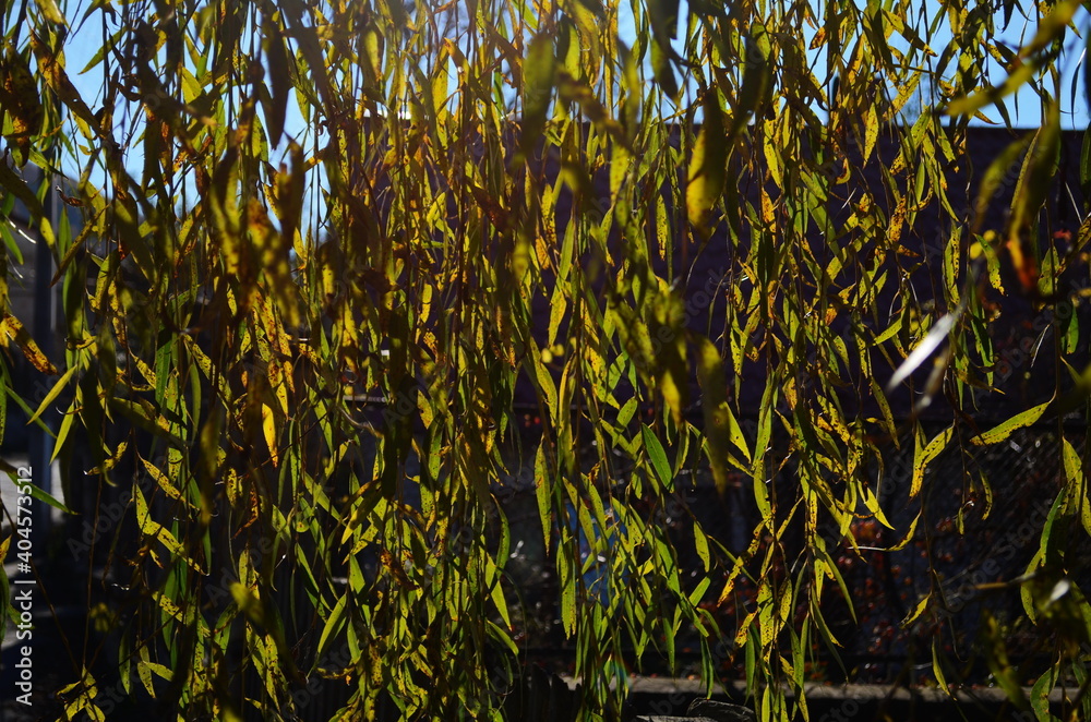 Branches of white willow falling down. Detail willow. Branches of a ...