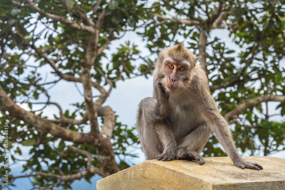 Monkeys at the Gorges viewpoint. Black River Gorges national park ...