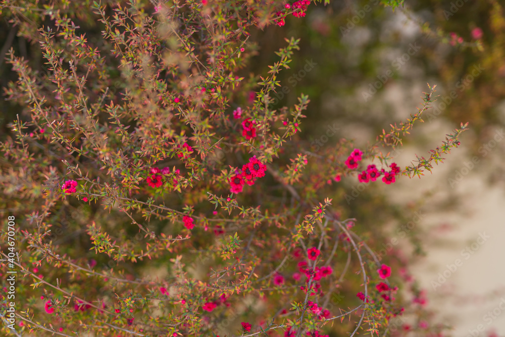 Beautiful small pink flowers of Manuka tree close up. Native New ...
