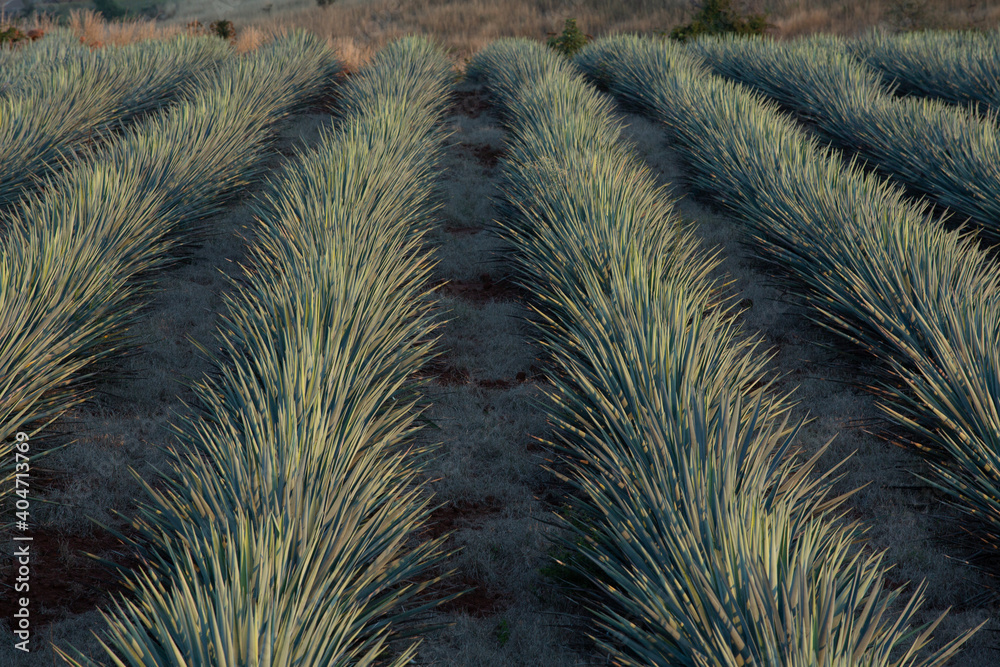 Campo de agave azul o tequilana wever para la producción de tequila ...
