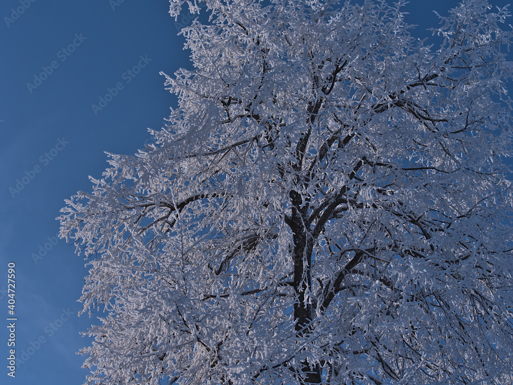 Closeup view of bare deciduous tree in winter with frozen and snow ...