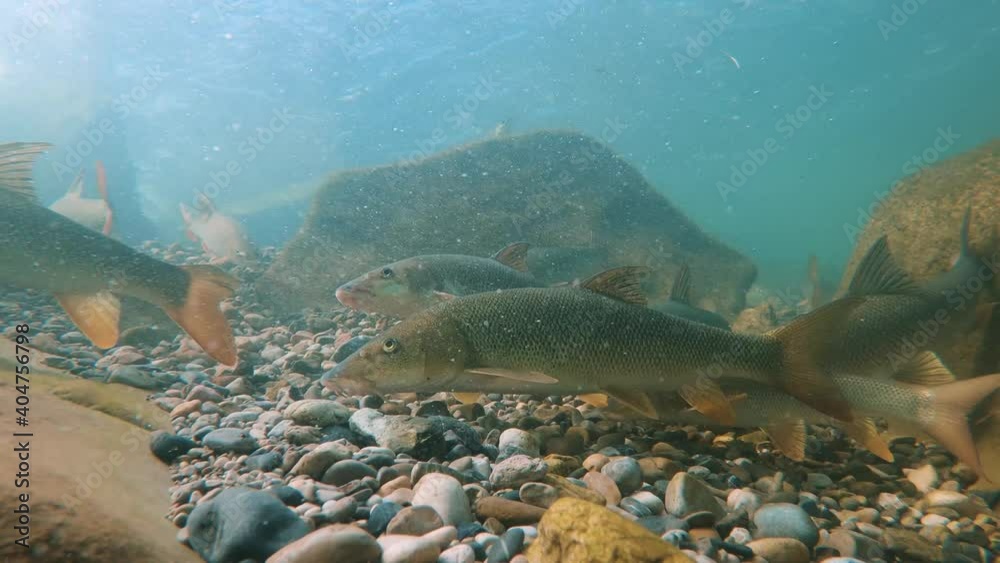 Underwater footage of Barbel (Barbus barbus) swimming close-up in the ...