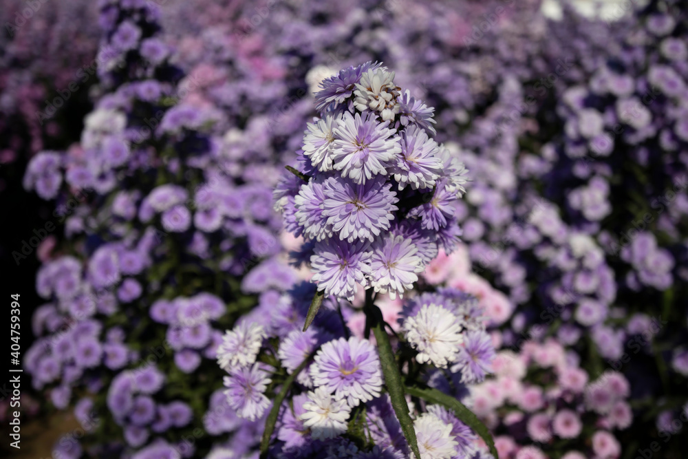 Beautiful Margaret flowers in the garden are blooming Stock Photo ...