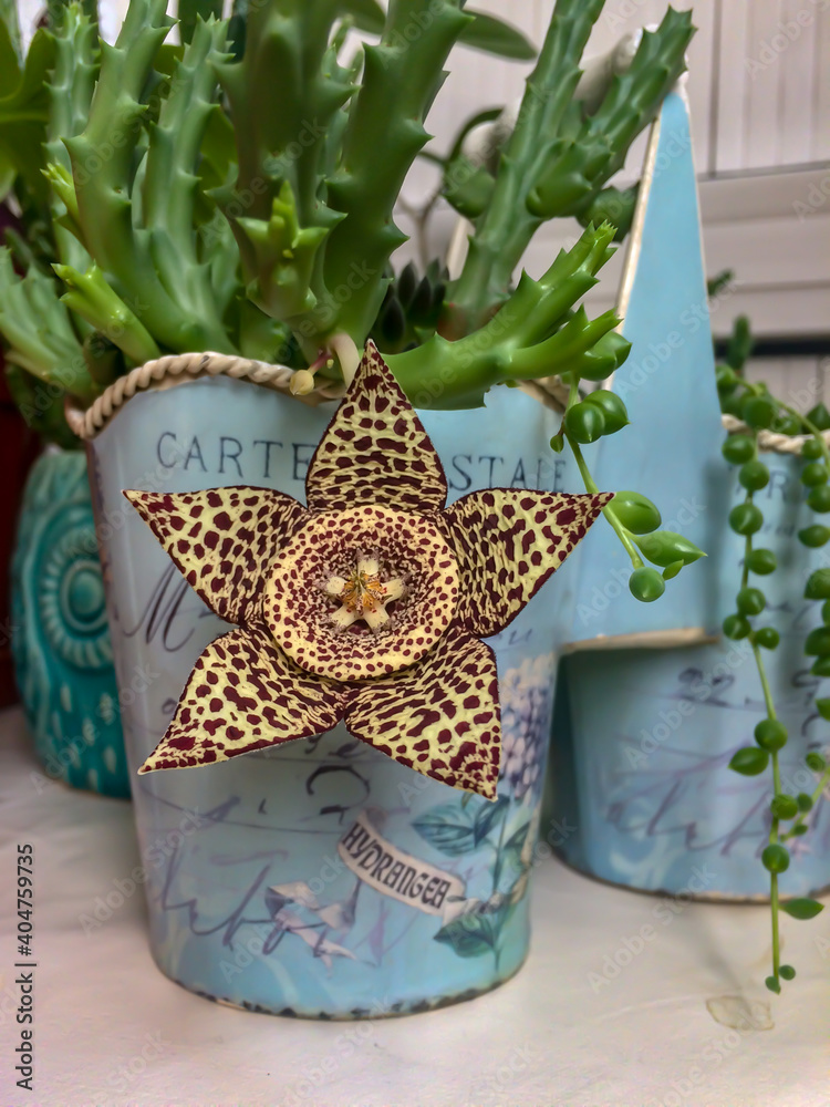 Star Cactus Flowers